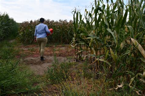 Bugging The Bugs Uw Madison Entomologist Invents ‘insect Eavesdropper