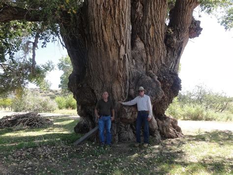 Fremont Cottonwood Tree Arizona Tree Cottonwood Big Tree
