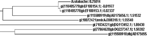 phylogram derived from 16s rdna sequencing of azotobacter azo2 showing