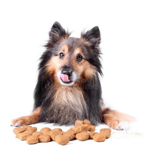 Lambendo O Cão Imagem De Stock Imagem De Comer Canino 11658017