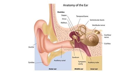 Semicircular Canals Of Inner Ear New