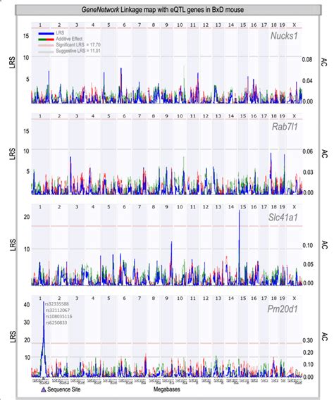Eqtl Analysis Overview Of Bxd Mouse Cohort Extracted From The Download Scientific Diagram