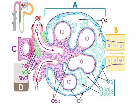 Capsula De Bowman Quiz