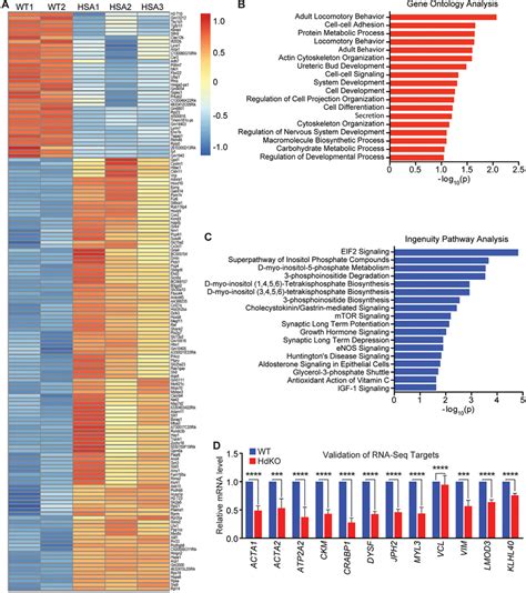 MRTF DKO Mice Demonstrate A Dysregulation In Cytoskeletal Genes A