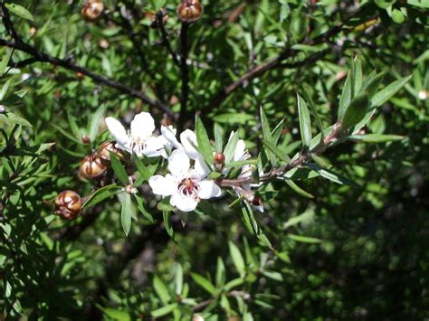 What Is Manuka Manuka Tree Manuka Flower Tea Tree Manuka Fact