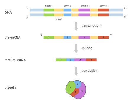 What Is Rna Splicing