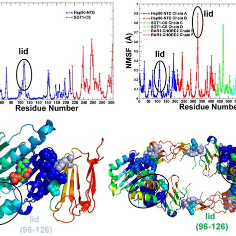 A Model Of The Hsp90 Atpase Cycle The Functional Role Of The