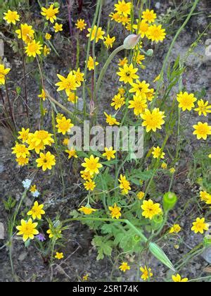Hillside Daisy Monolopia Lanceolata Carrizo Plain National Monument