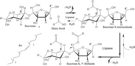 Solvent Free Lipase Catalyzed Synthesis Of Technical Grade Sugar Esters