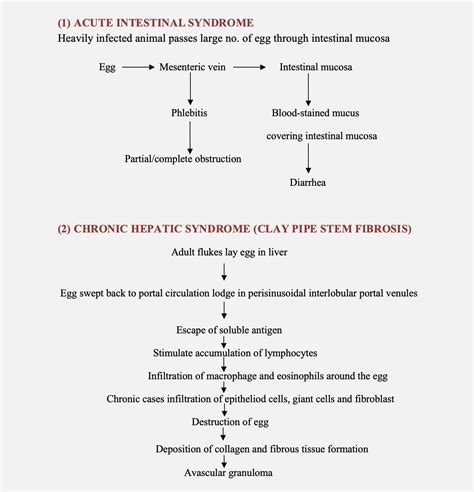 Schistosomiasis Snoring Disease And Swimmers Itch