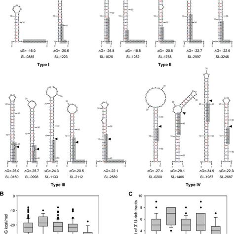 Stem Loop Structures Predicted Downstream Of Sbps A Stem Loops