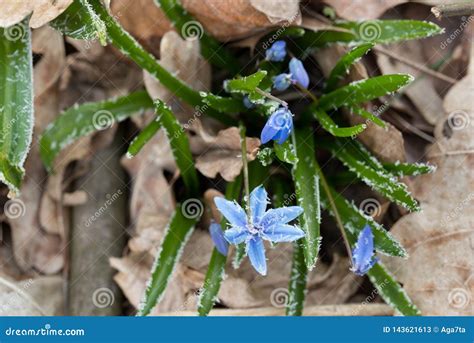 Small Spring Blue Flowers Scilla Bifolia With Hoarfrost Stock Image