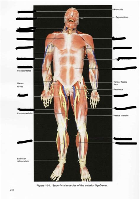 Syndaver Anterior Lab Practical 2 Diagram Quizlet
