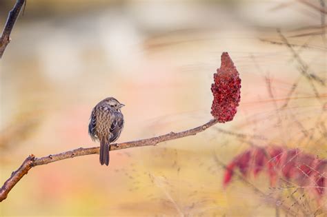 Birds Migrating South Nouspique