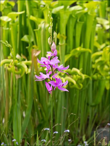 Ipernity Calopogon Tuberosus Common Grass Pink Orchid By Jim Fowler