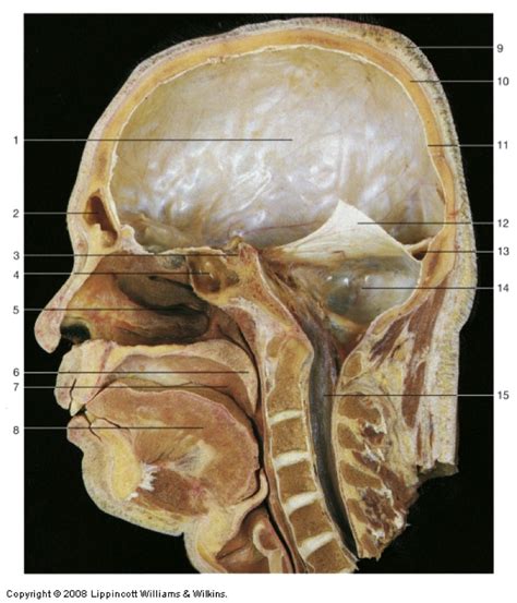 Anatomy Ii Slide Exam Ii Diagram Quizlet