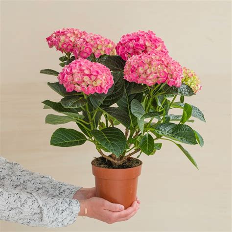 Hortensia Rosa Interflora