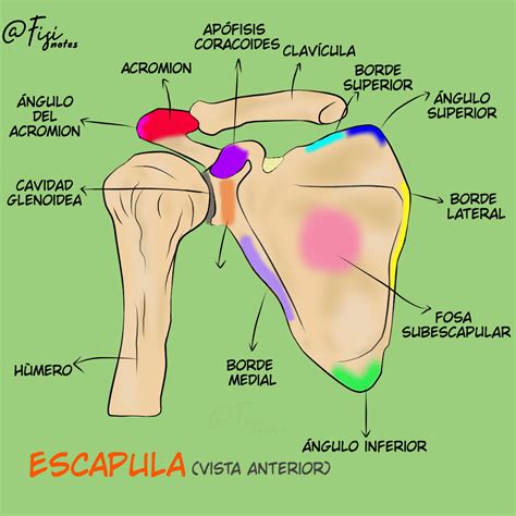 Anatomía Del Músculo Escapular Músculos Del Hombro