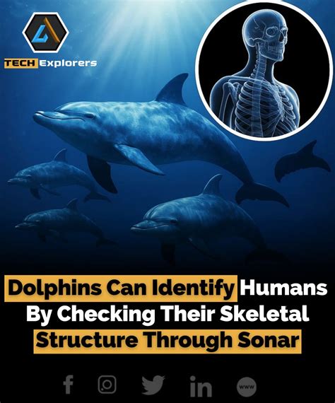 Dolphins Echolocation Marinelife Oceanexploration