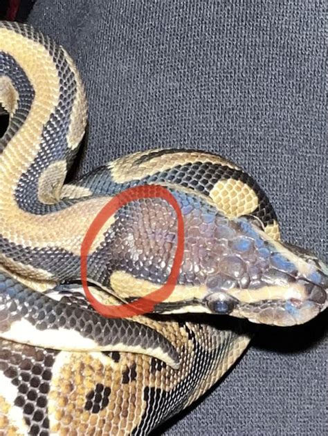 Native Linux Games Using Proton Instead Of Linux Version Rsteamdeck