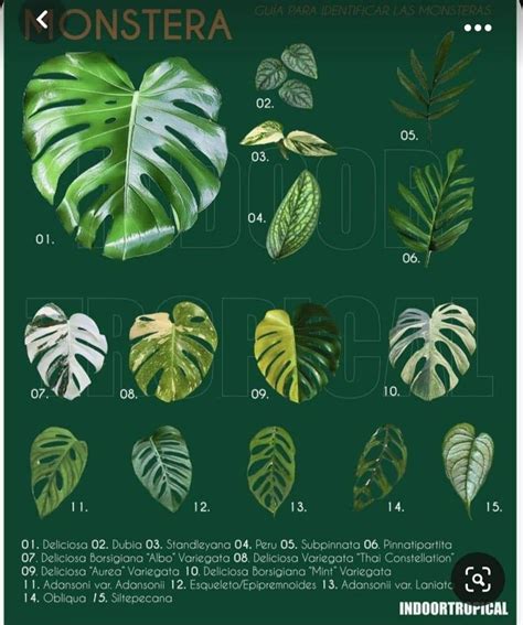 Types Of Monstera Varieties Artofit