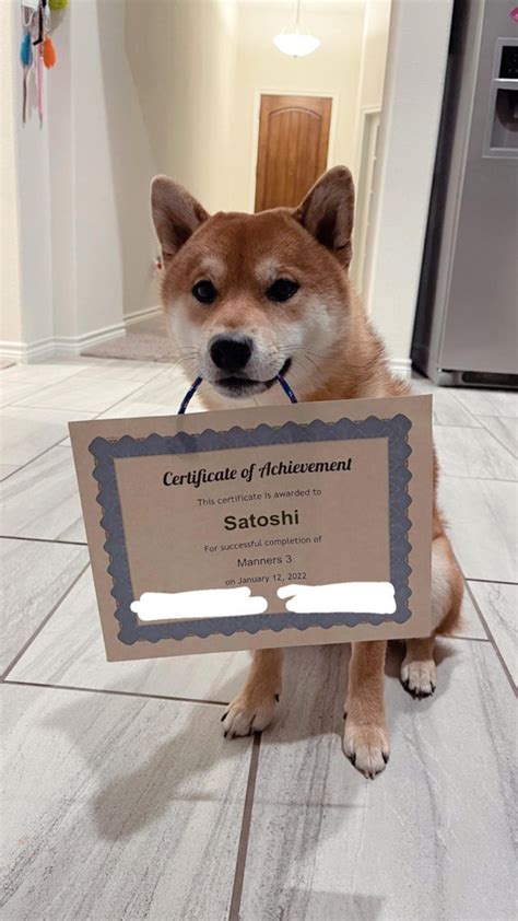 Another Class Finished Shiba