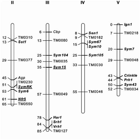 Position Of Symbiotic Sym Genes And Selected Microsatellite Markers Download Scientific