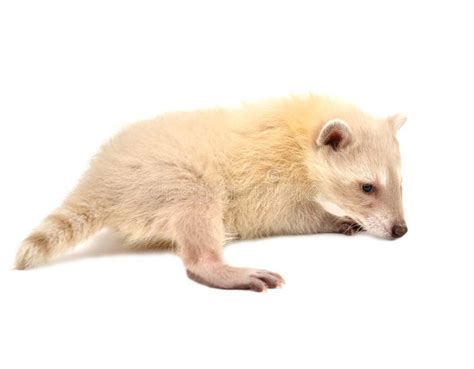 Mapache Del Albino Del Bebé Aislado Foto De Archivo Imagen De Lindo