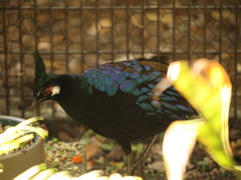 Polyplectron Napoleonis Palawan Peacock Pheasant