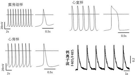 Method For Efficiently Obtaining Beating Functional Cardiomyocytes From