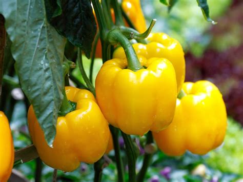 11 Amazing Yellow Bell Pepper Benefits For Skin Hair And Health