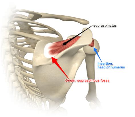 Anatomía Del Músculo Supraespinoso Supraespinoso Origen