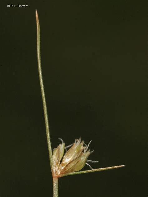Bulbostylis Barbata