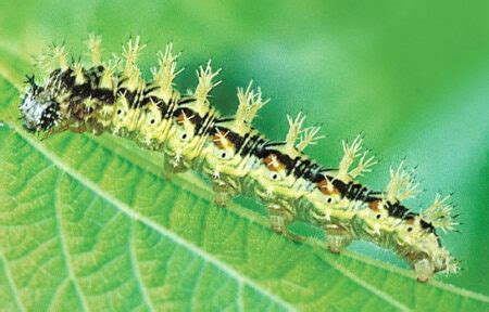 40 Types Of Caterpillars With Spikes Pictures And Identification