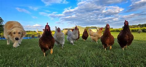 Rogier Poultry Cackle Hatchery