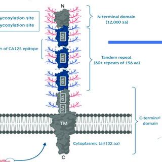 Detailed Structure Of Muc16 Download Scientific Diagram