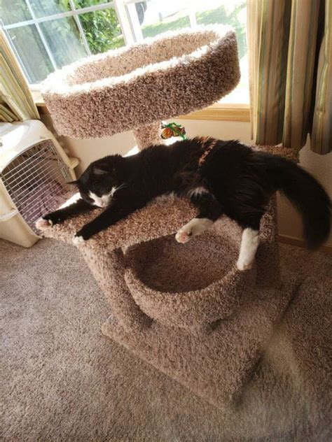 Pixie Cat Curious Face Facebook