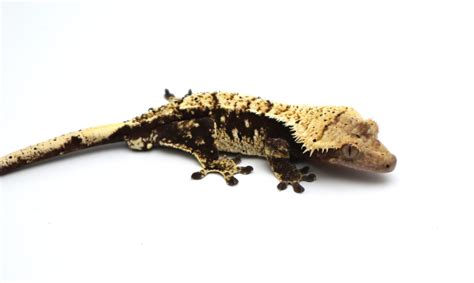 Shop Seta Reptiles