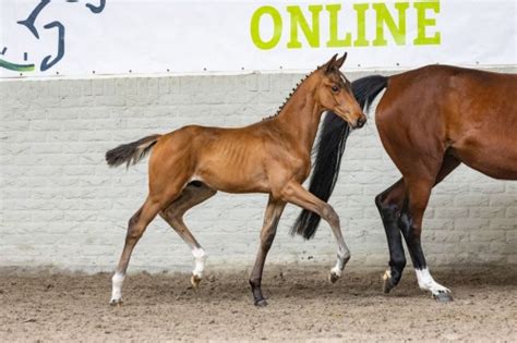 Paardenveilingonline Denzel Boy Z