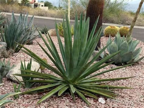 Agave Sisalana 剑麻 23h8 爱生活吧！