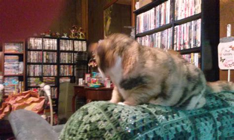 Kitty Bubbles 3 By Murderinklastresort On Deviantart