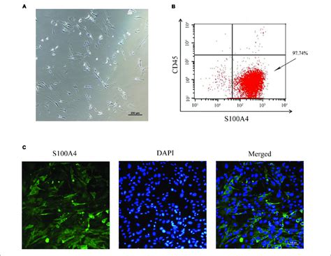 Culture And Identification Of Tscs A The Morphology Of Tscs At Download Scientific Diagram