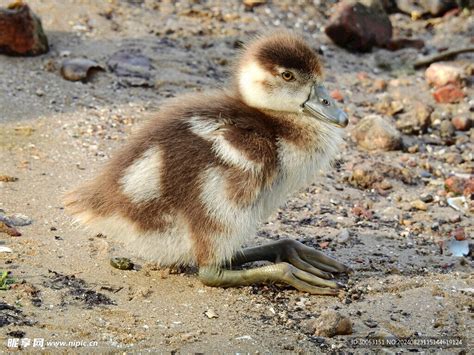 小雏鸭摄影图家禽家畜生物世界摄影图库昵图网