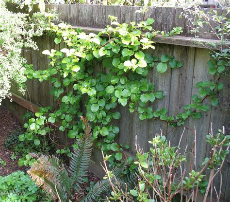 Climbing Hydrangea On Trellis Architecture Adrenaline