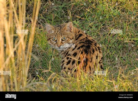Are Black Footed Cats Endangered At Tristan Meehan Blog