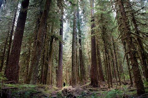 Man In Forest By Stocksy Contributor Helene Cyr Stocksy