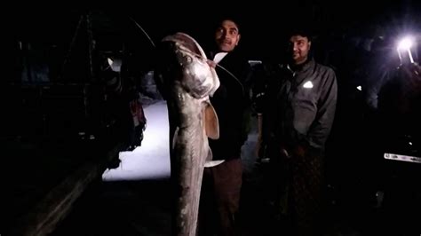 Assam Massive 25 Kg Barali Fish Caught In Bongaigaon District Assam