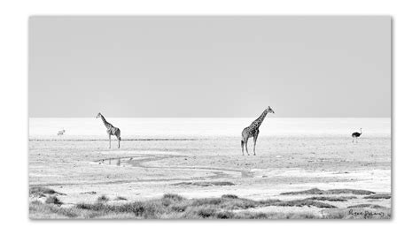 Giraffe And Zebra Prints Black And White Safari Wall Decor