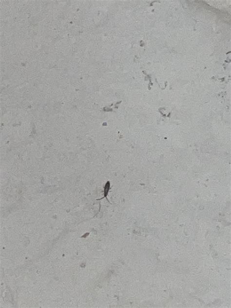 Is This A Springtail Location Dallas Tx Rinsects