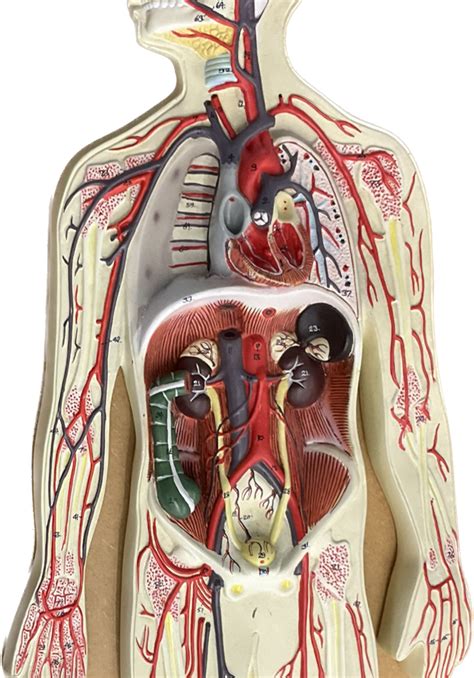 Organs Of Urinary System Diagram Quizlet Organs Of Urinary System Diagram Quizlet